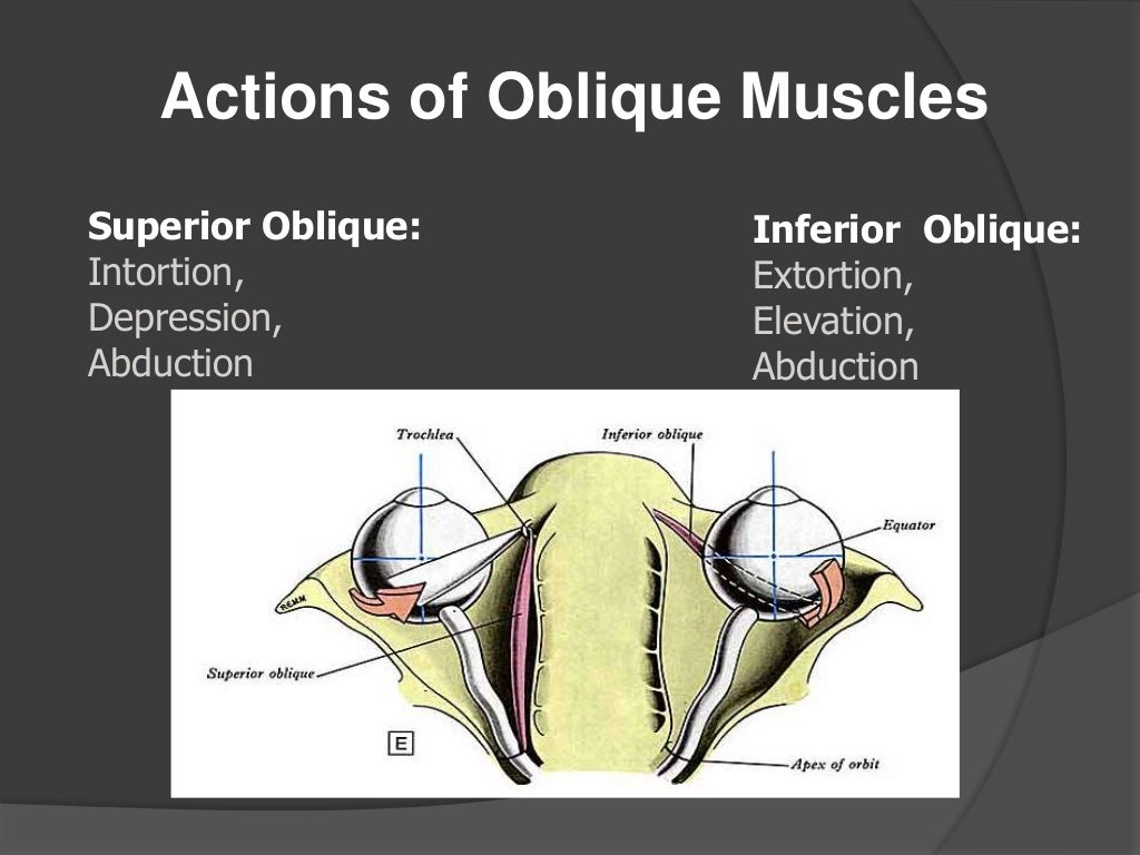 Extraocular muscles