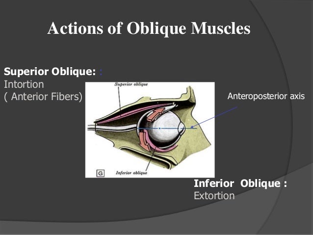 Oblique Eye Muscles