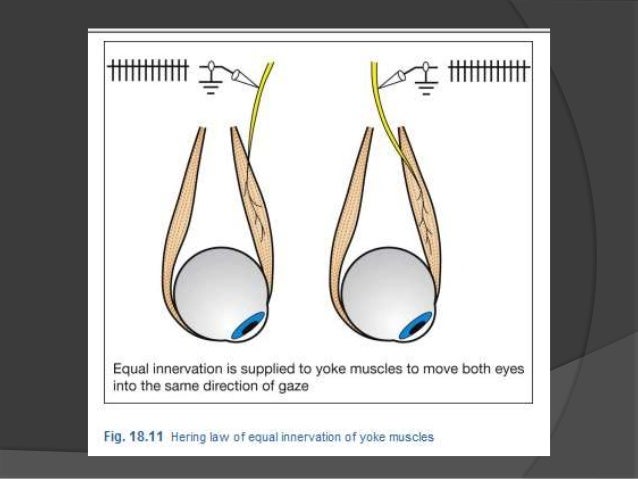 Extraocular muscles