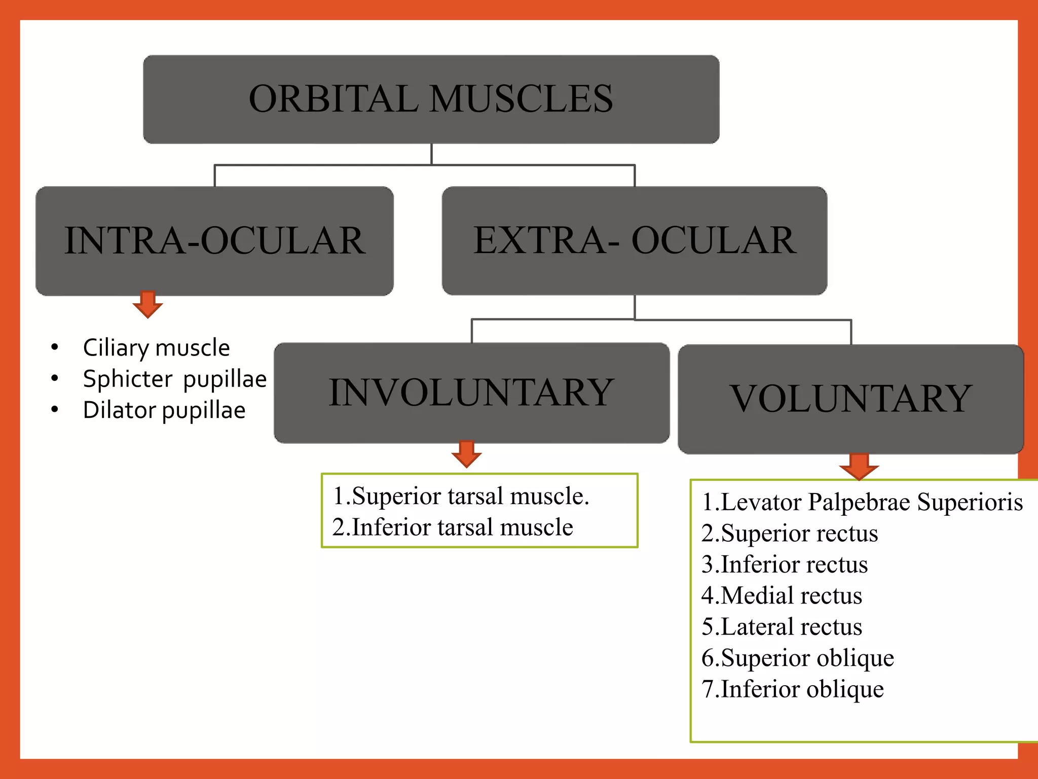 Extraocular muscles | PPTX