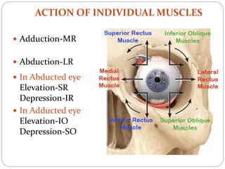 Extraocularmuscles 160315042629 | PDF