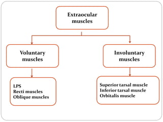 Extraocularmuscles 160315042629 | PDF