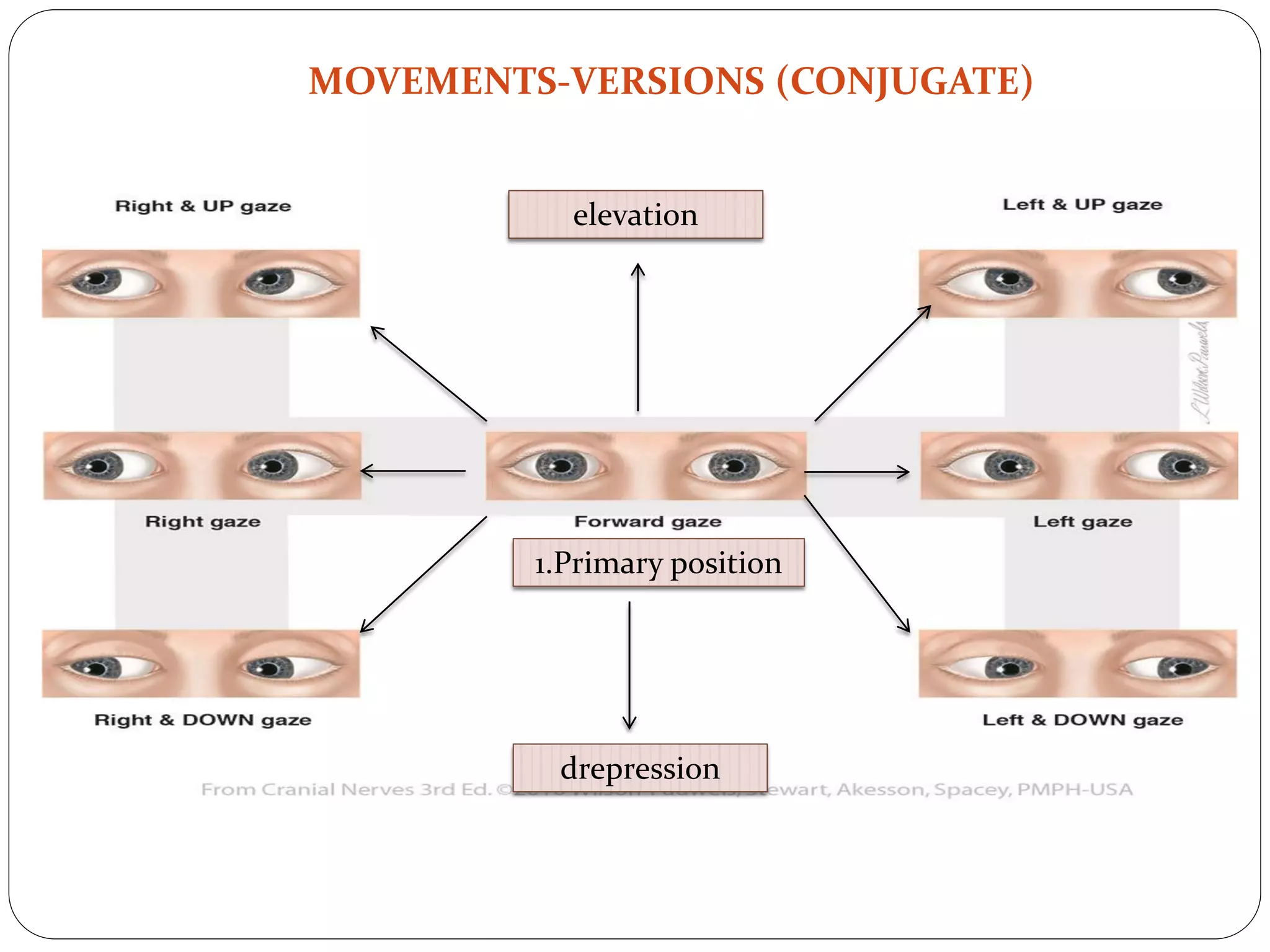 Extraocular muscles | PDF