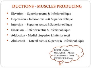 Extraocular muscles | PDF