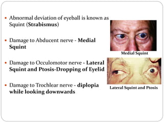 Extraocular muscles | PDF