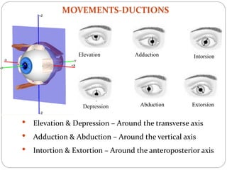 Abduction And Adduction Eyes
