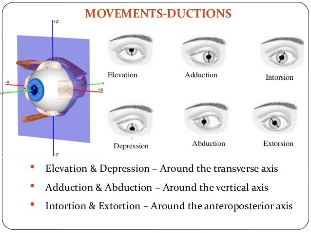 Extraocular muscles