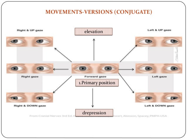 Extraocular Muscles