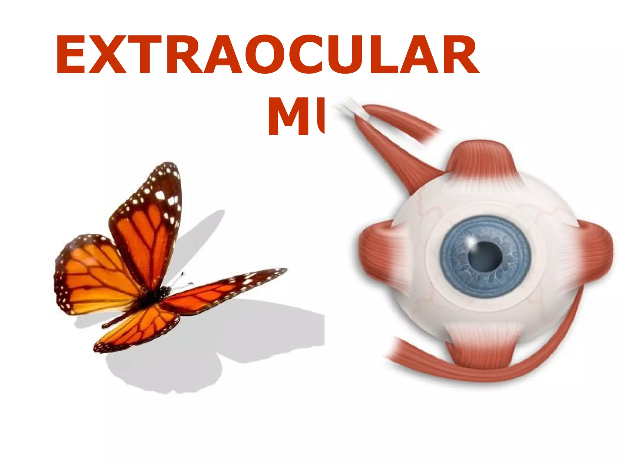 Extraocular muscles | PPT