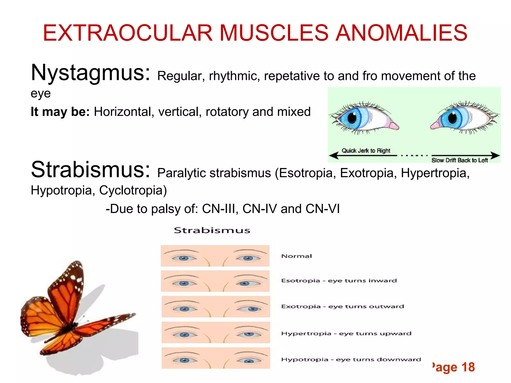 Extraocular muscles | PPT