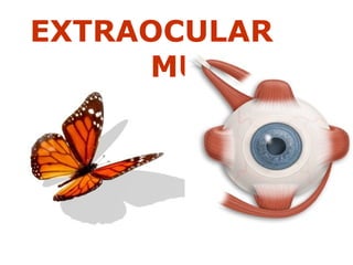 Extraocular muscles | PPT