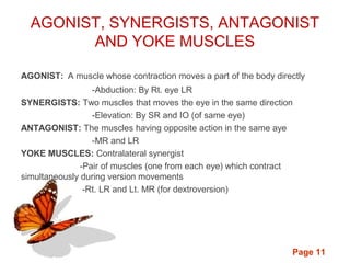 Extraocular muscles | PPT