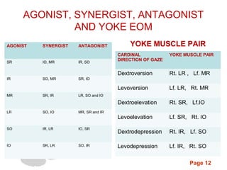 Extraocular muscles | PPT