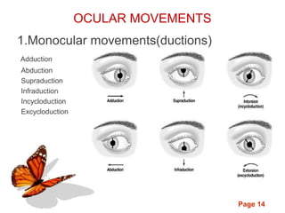 Extraocular muscles | PPT