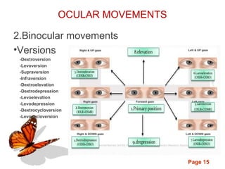 Extraocular muscles | PPT