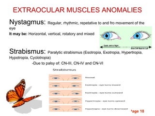 Extraocular muscles | PPT