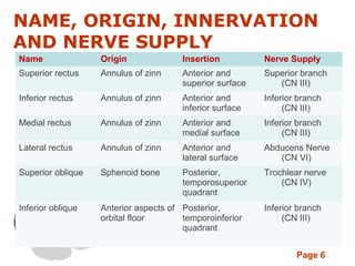 Extraocular muscles | PPT