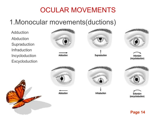 Extraocular muscles
