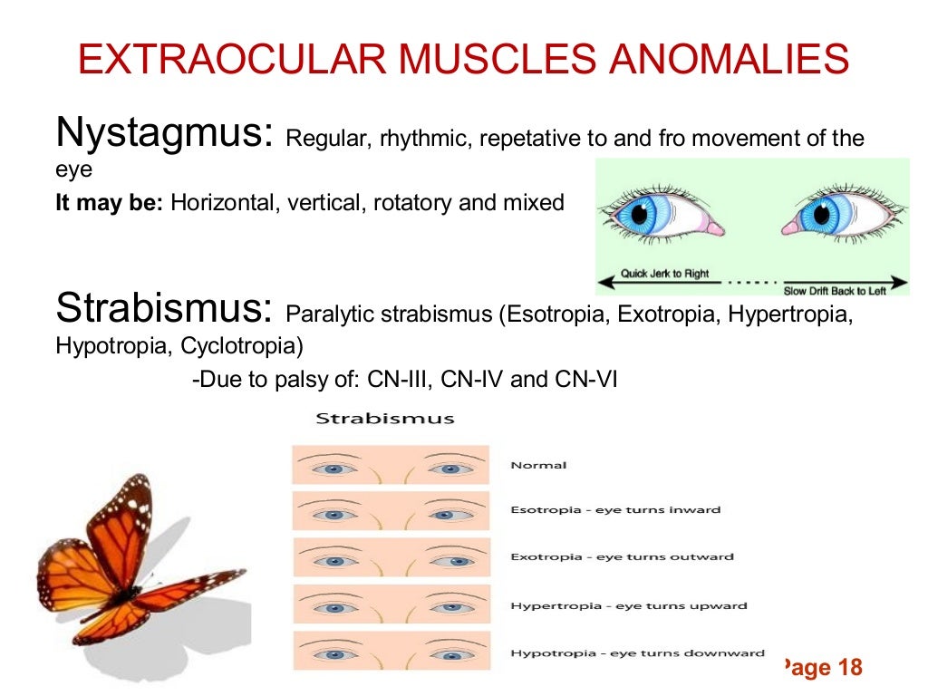 Extraocular muscles
