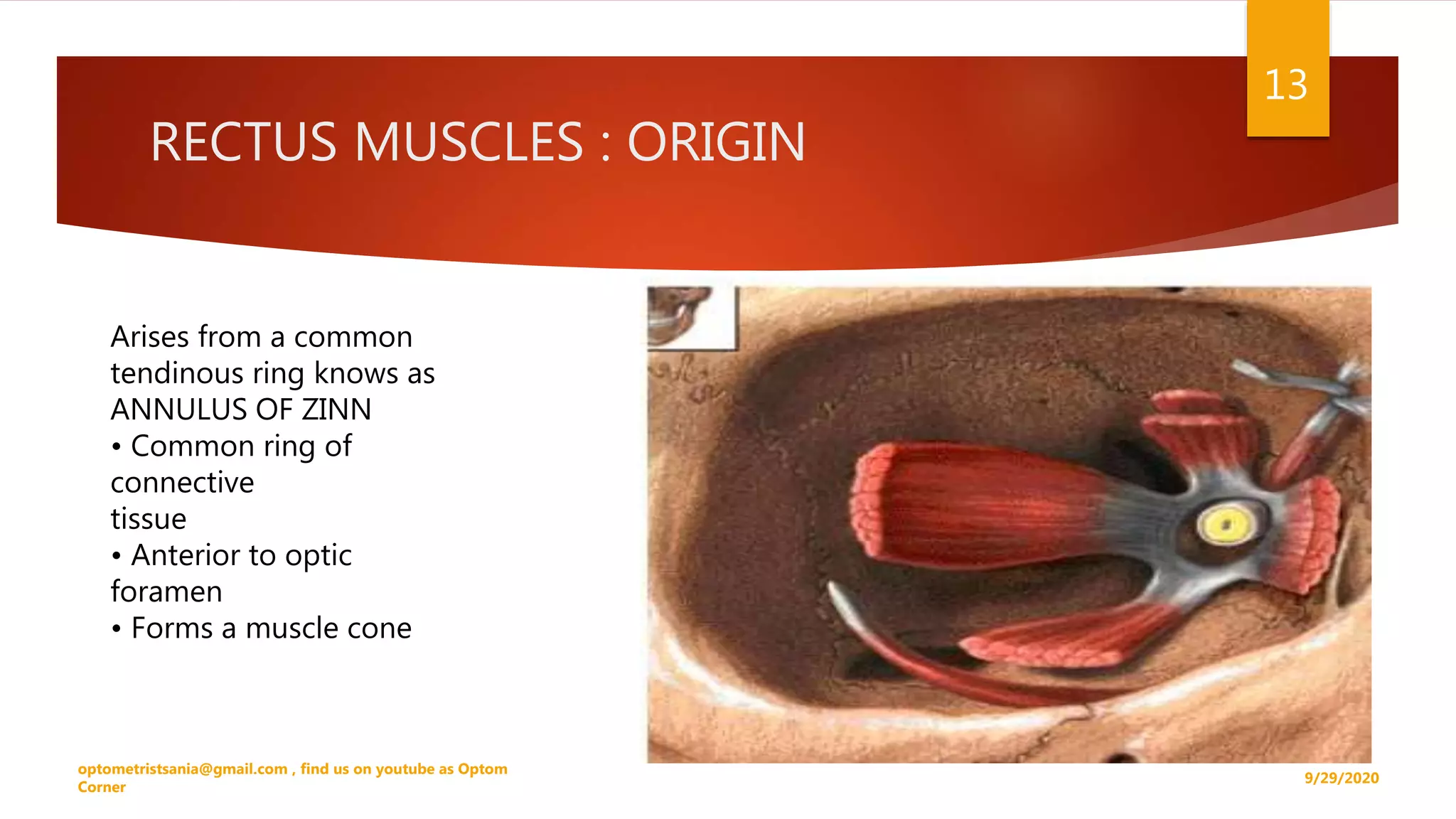 Extra ocular muscles | PPTX