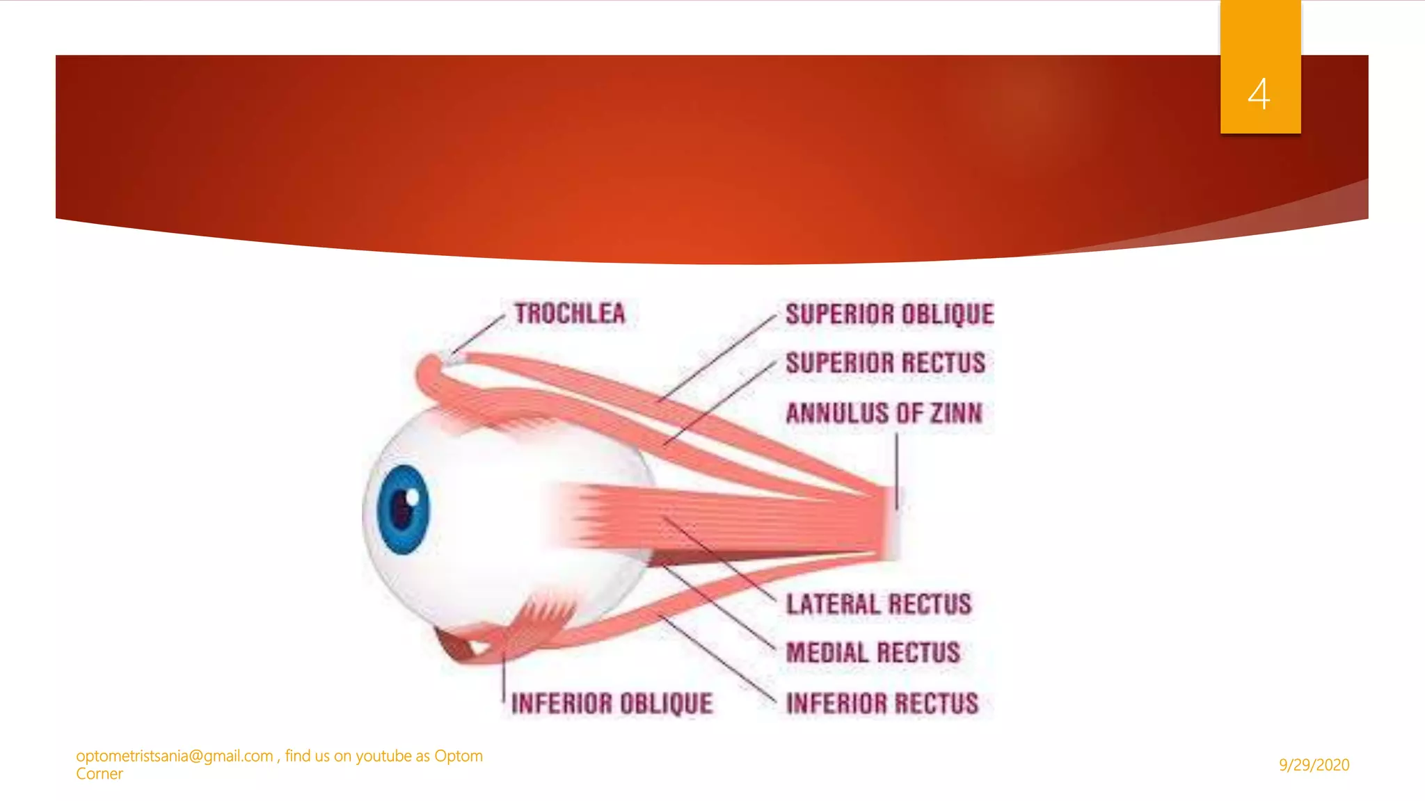 Extra ocular muscles | PPTX