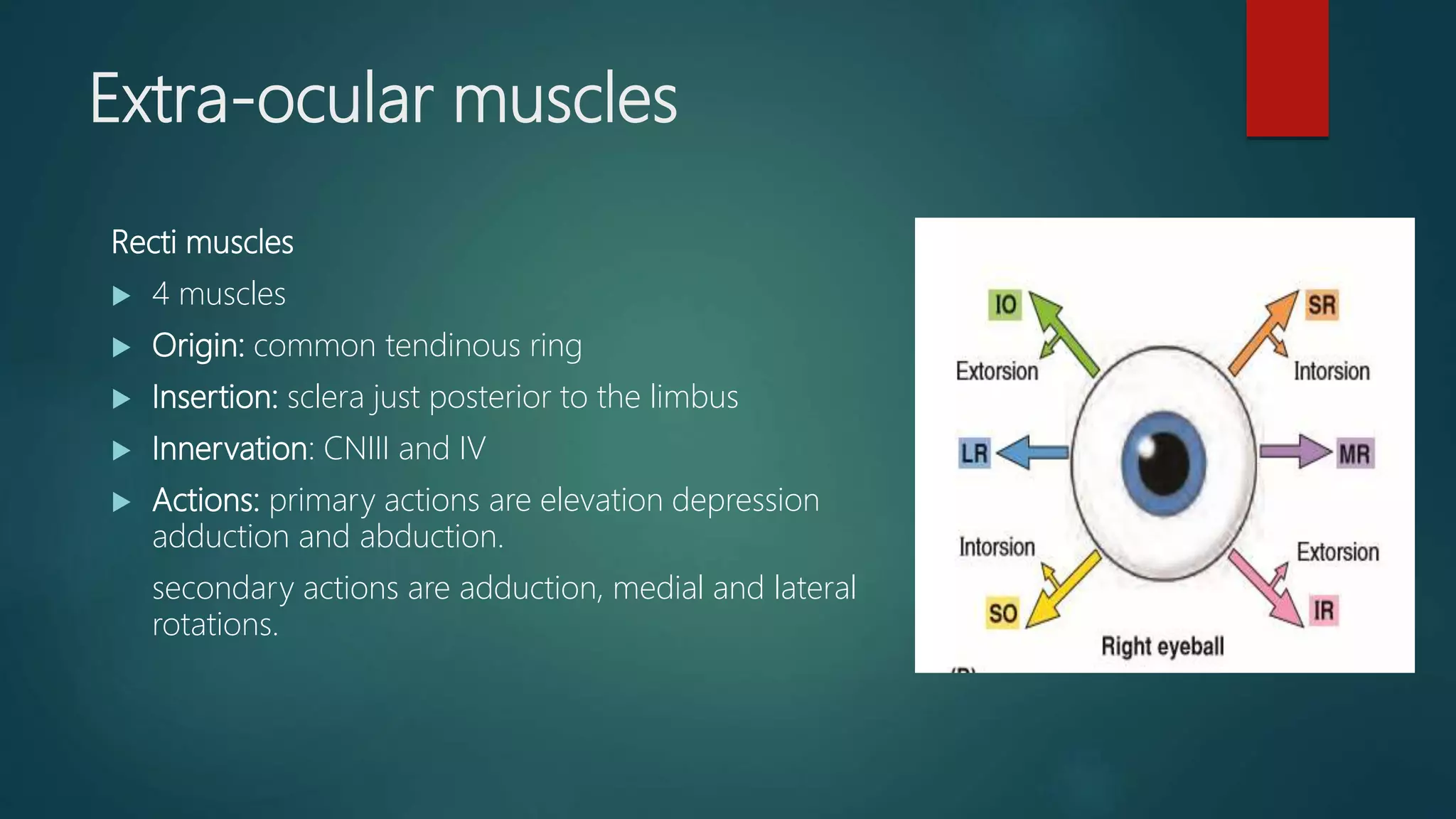 Extraocular muscles | PPTX | Eye and Vision Conditions | Diseases and ...