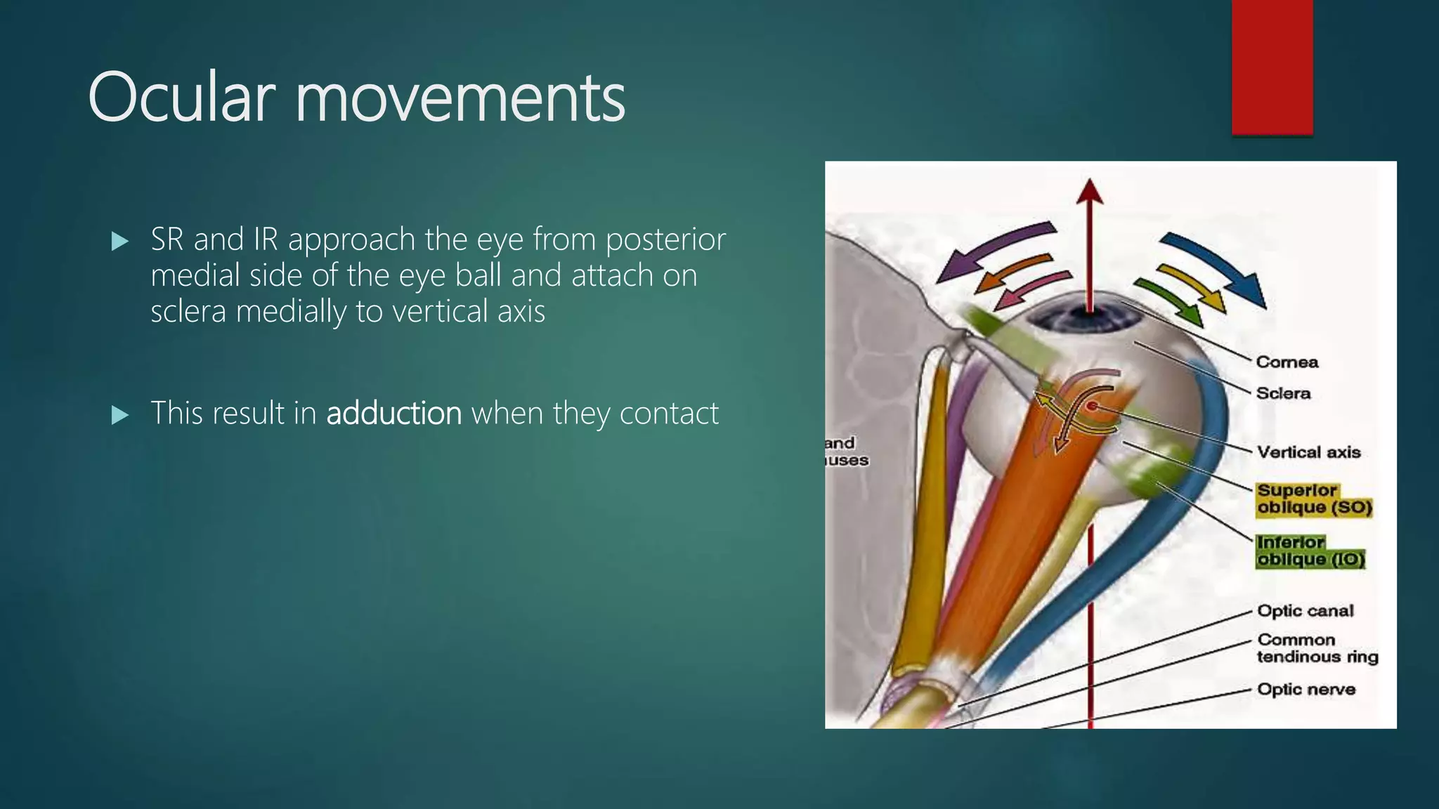 Extraocular muscles | PPTX | Eye and Vision Conditions | Diseases and ...