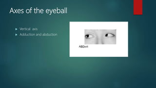 Extraocular muscles | PPTX | Eye and Vision Conditions | Diseases and ...