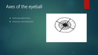 Extraocular muscles | PPTX | Eye and Vision Conditions | Diseases and ...