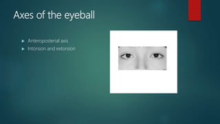 Extraocular muscles | PPTX