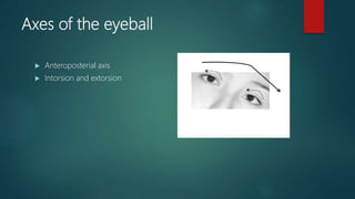 Extraocular muscles | PPTX | Eye and Vision Conditions | Diseases and ...