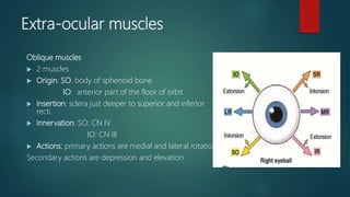 Extraocular muscles | PPTX