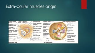 Extraocular muscles | PPTX