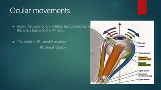Extraocular muscles | PPTX | Eye and Vision Conditions | Diseases and ...