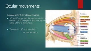 Extraocular muscles | PPTX | Eye and Vision Conditions | Diseases and ...