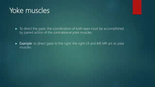 Extraocular muscles | PPTX
