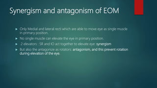 Extraocular muscles | PPTX