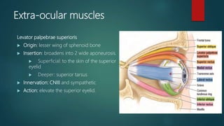 Extraocular muscles | PPTX | Eye and Vision Conditions | Diseases and ...