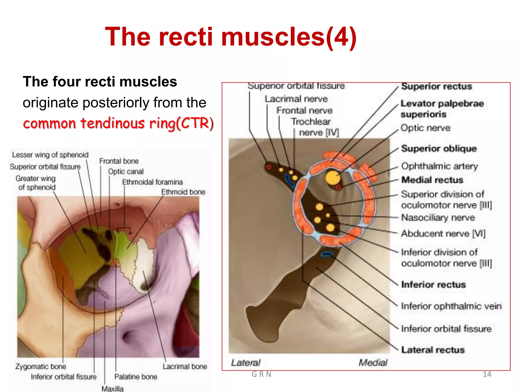 Extraocular muscles | PDF | Death, Injury, or Military Conflict ...