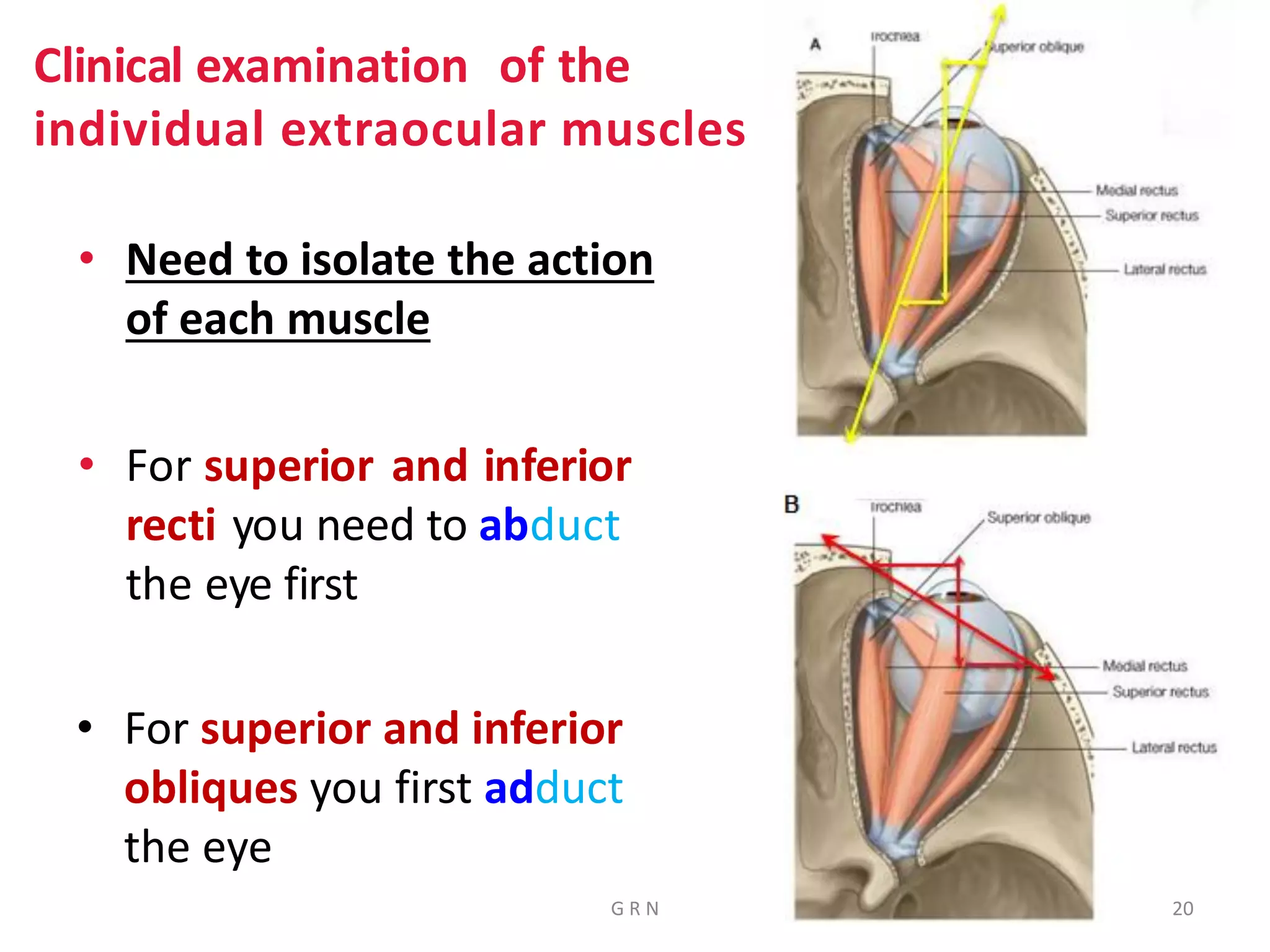 Extraocular muscles | PDF | Death, Injury, or Military Conflict ...