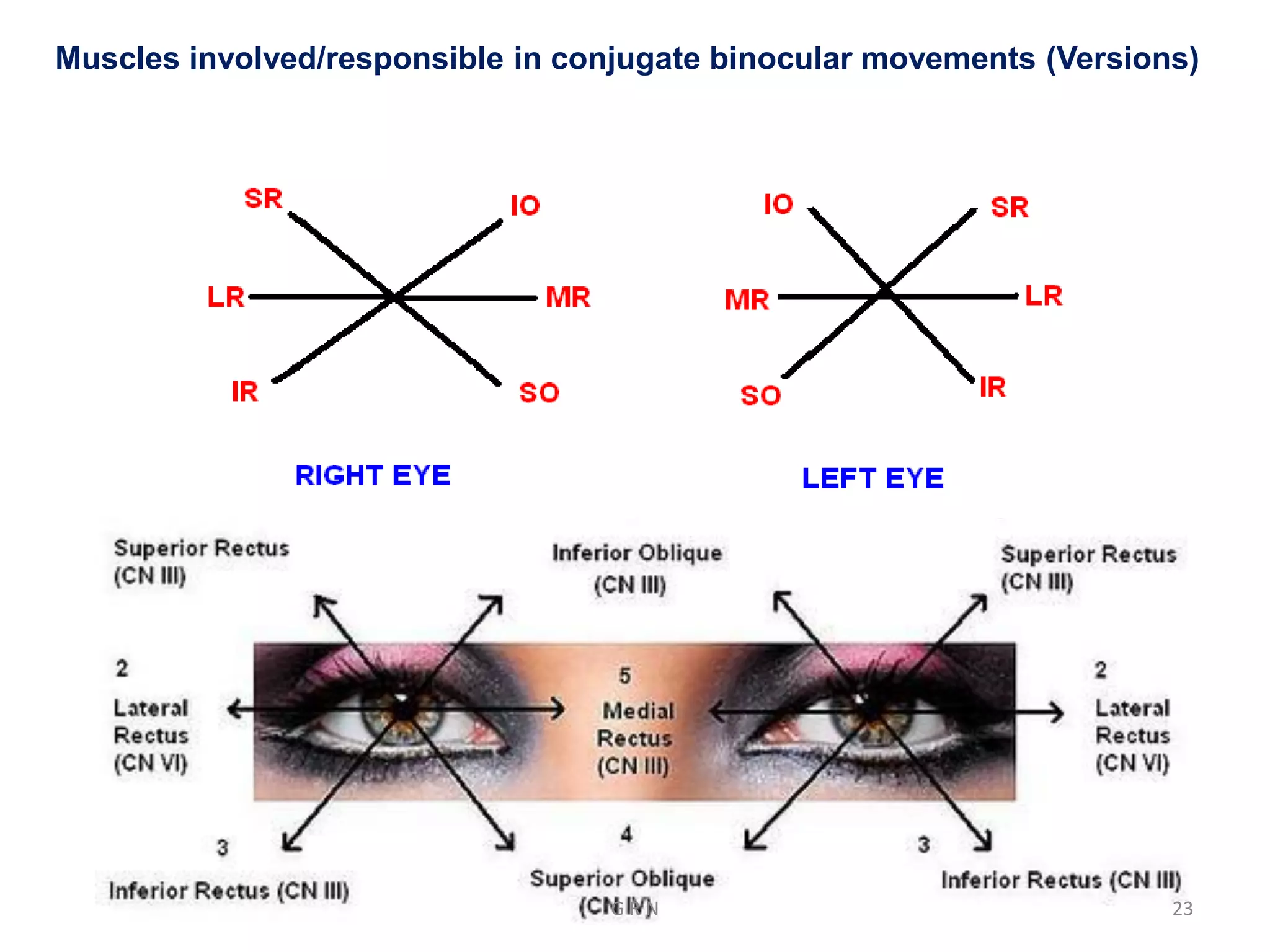 Extraocular muscles | PPT