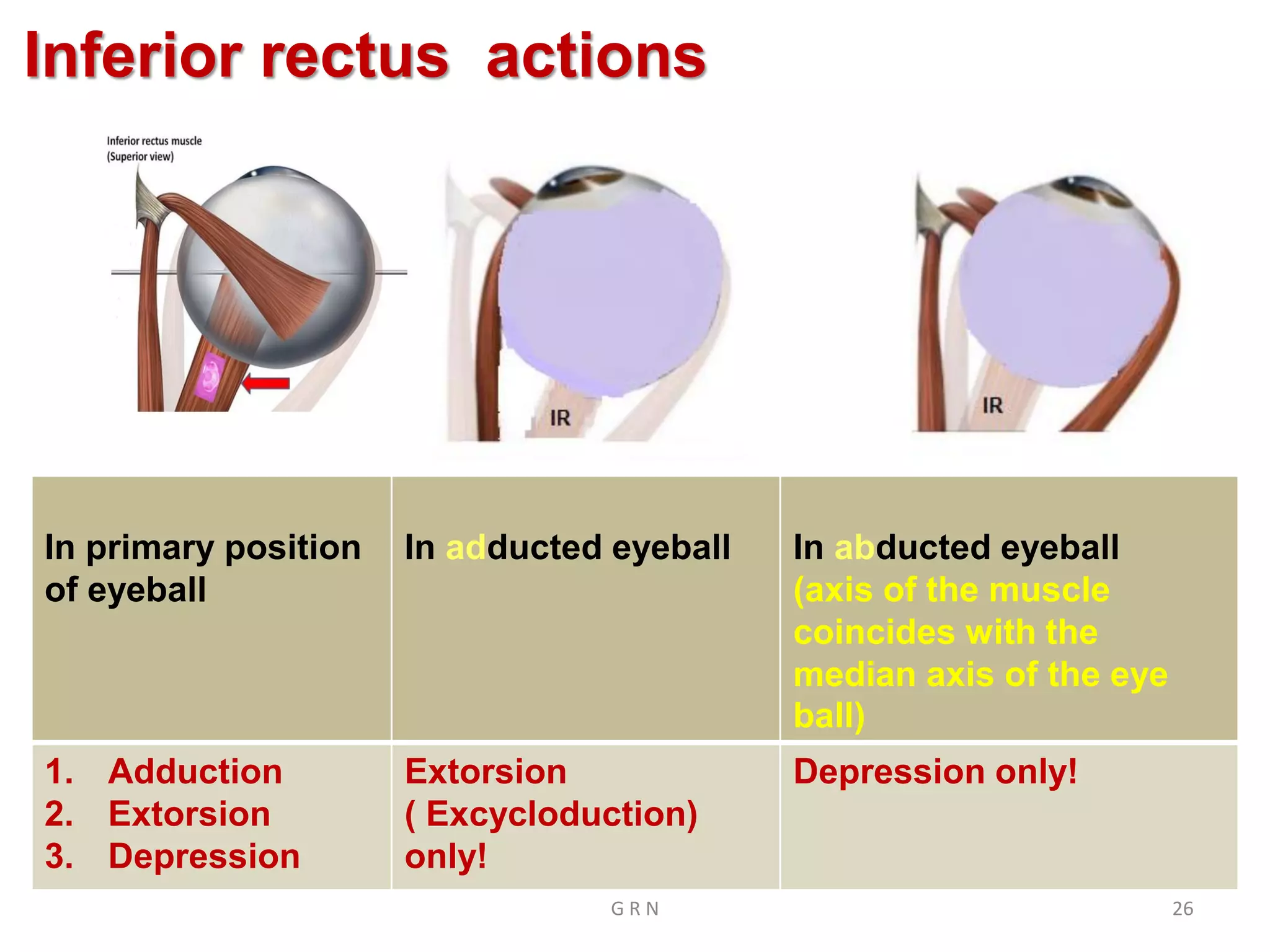 Extraocular muscles | PDF | Death, Injury, or Military Conflict ...