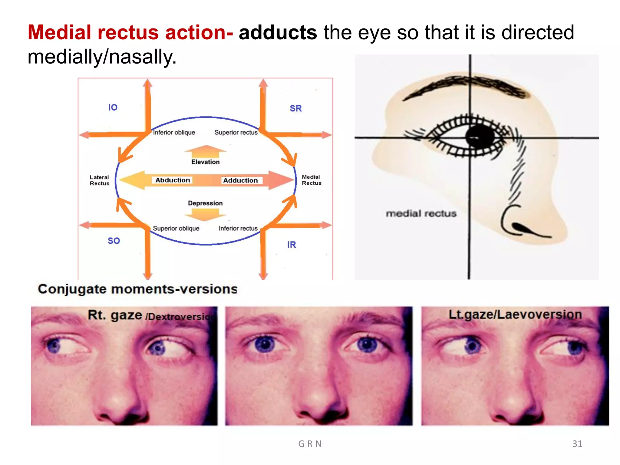 Extraocular muscles | PDF | Death, Injury, or Military Conflict ...