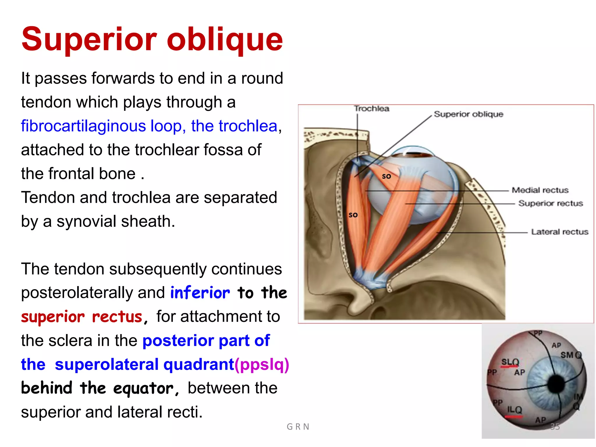 Extraocular muscles | PDF | Death, Injury, or Military Conflict ...