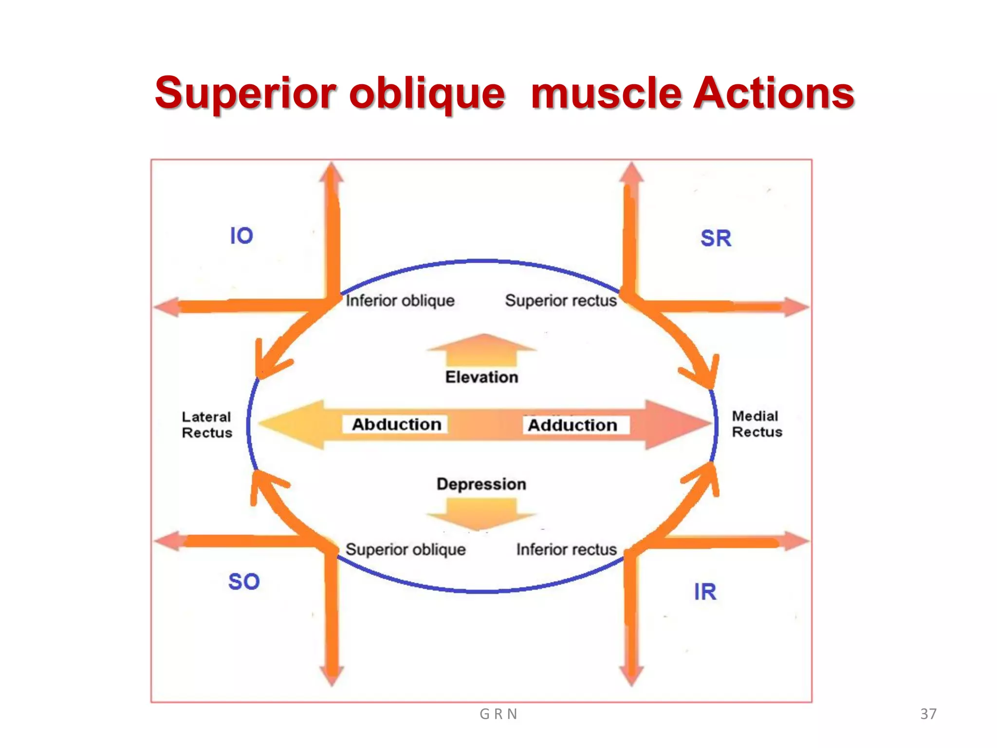 Extraocular muscles | PDF | Death, Injury, or Military Conflict ...
