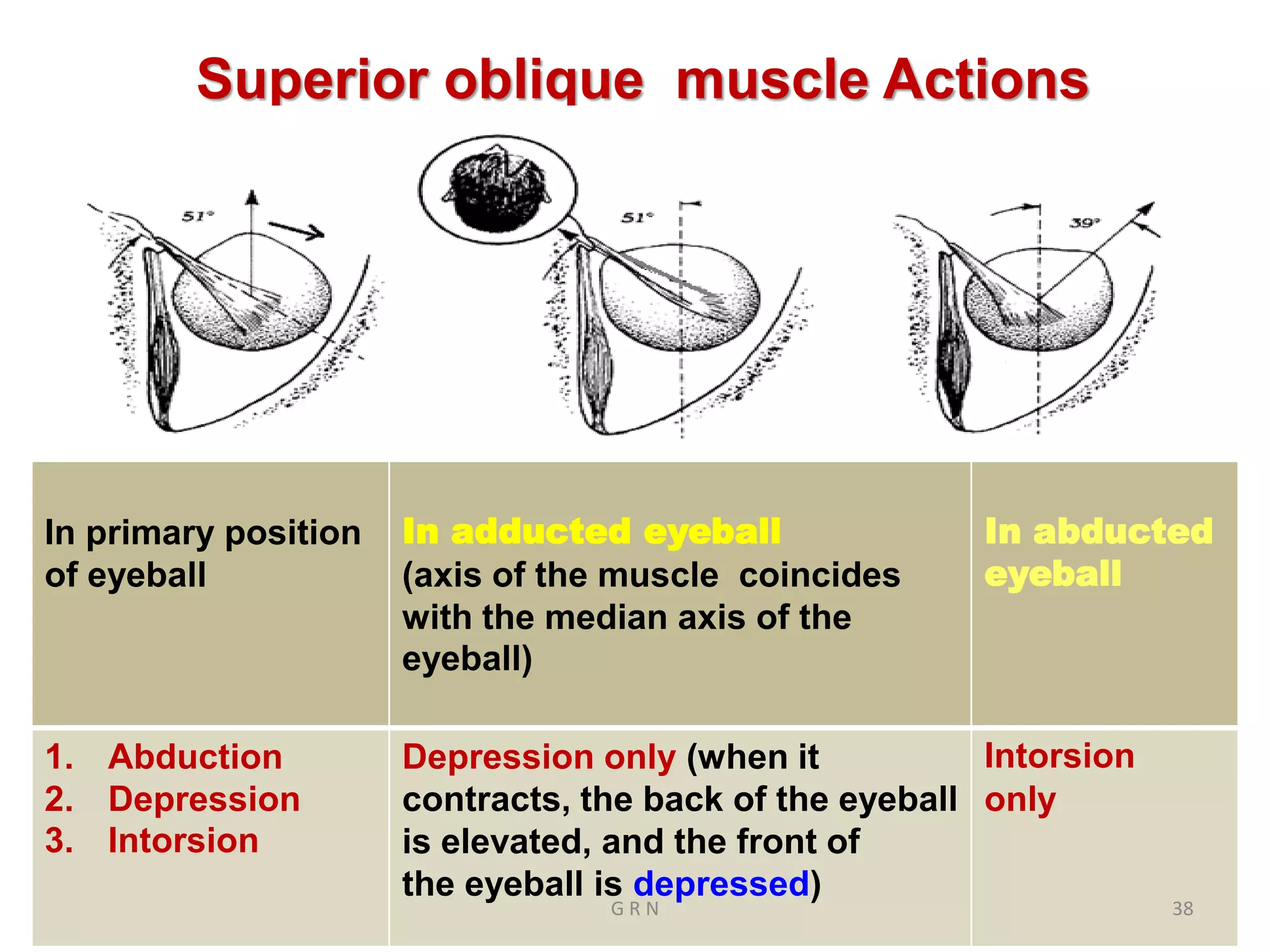 Extraocular muscles | PPT