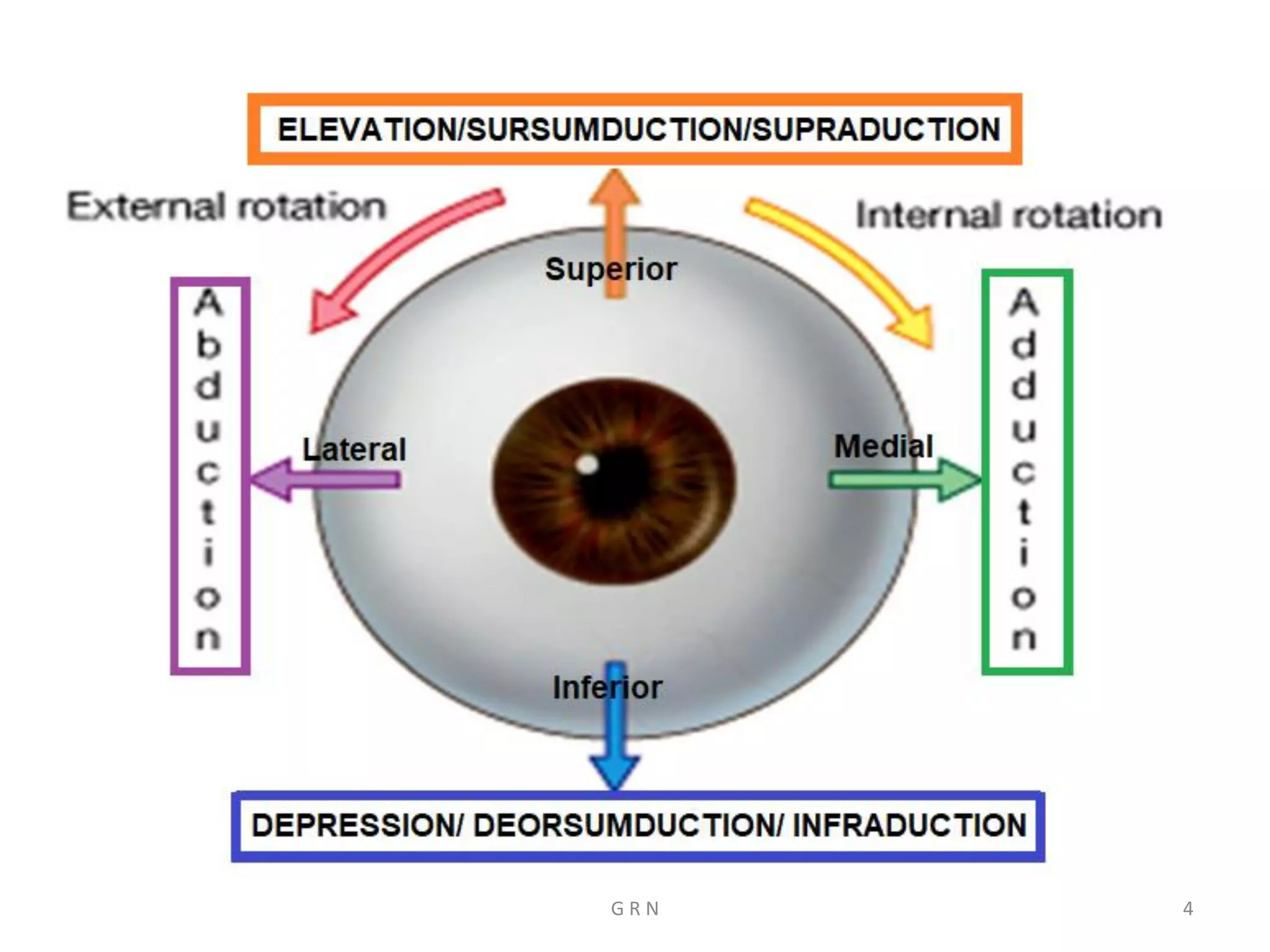 Extraocular muscles | PDF | Death, Injury, or Military Conflict ...