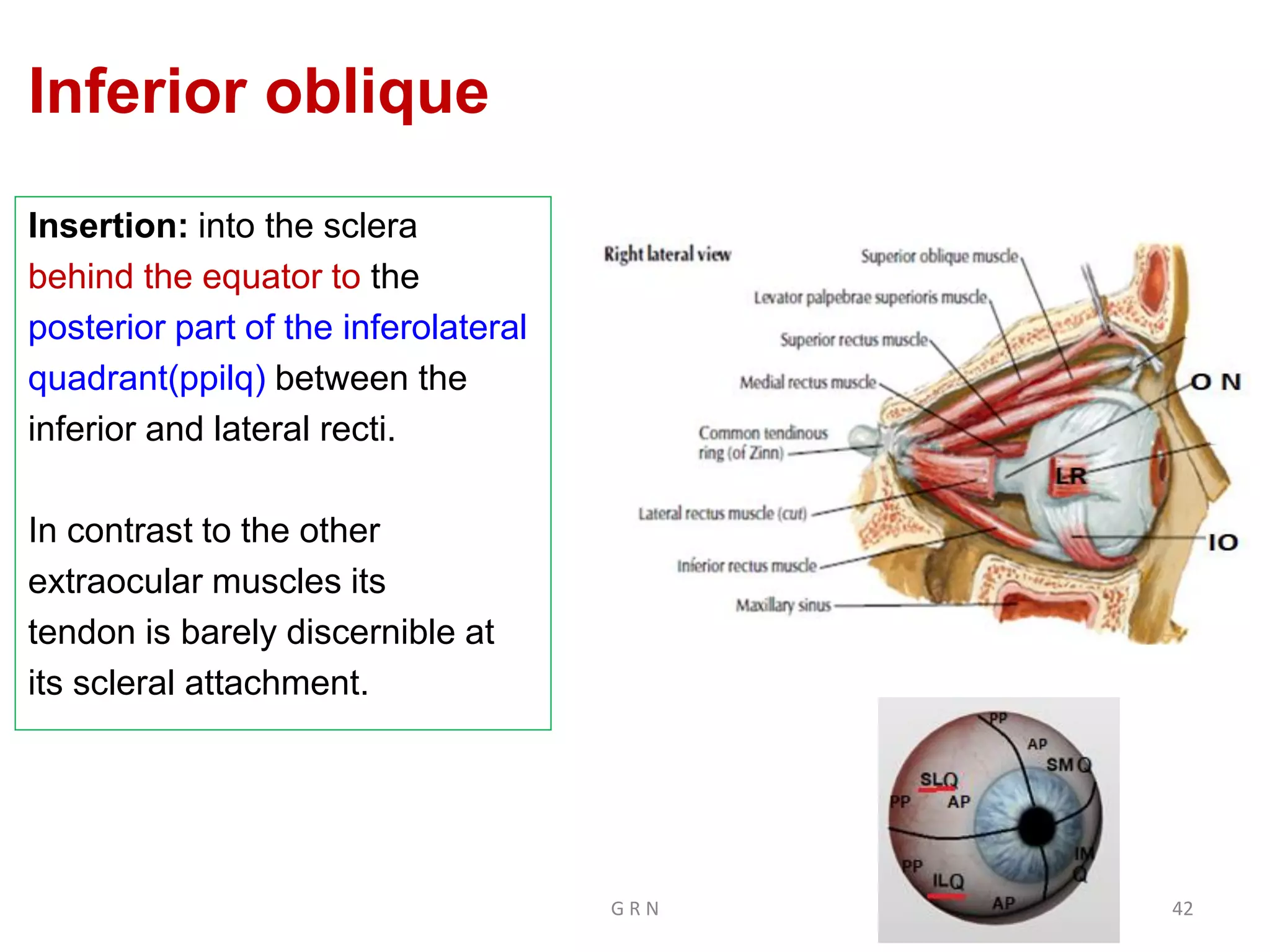 Extraocular muscles | PPT