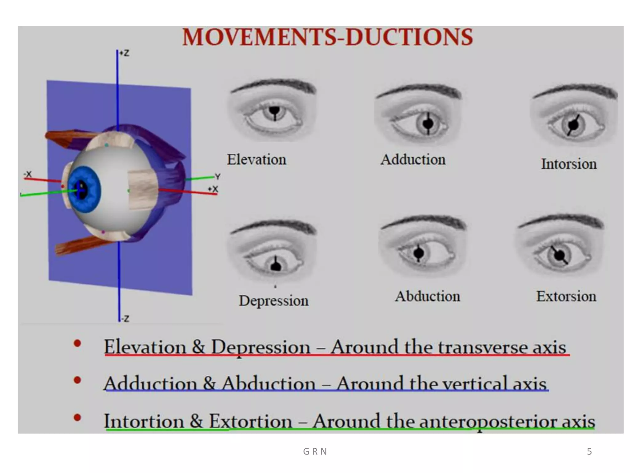 Extraocular muscles | PPT