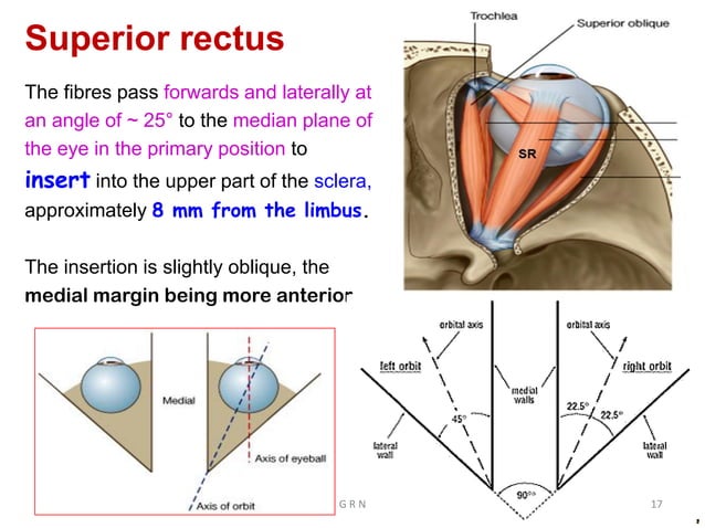 Extraocular muscles | PPT